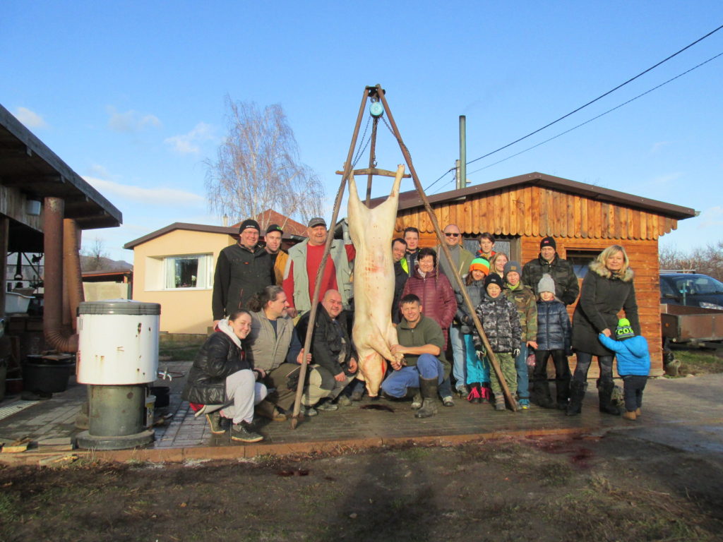 Pig slaughter is still a tradition in the Czech Republic (video ...